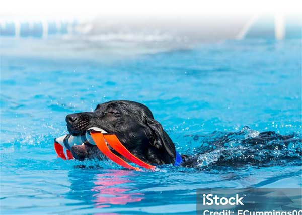 Services – Dock Diving Toronto